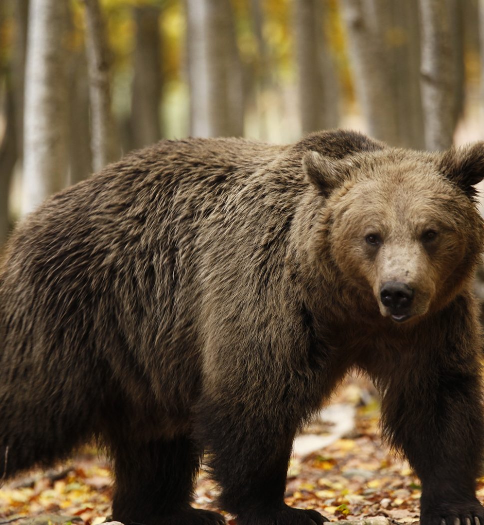Learn About Our Centres for Wildlife Rescue - Born Free