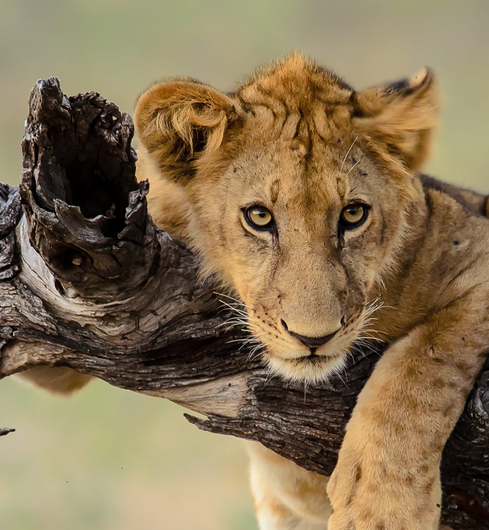 About Us - Find out more about wildlife charity Born Free