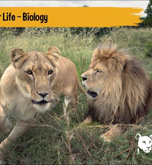 Teaching Resources - Born Free