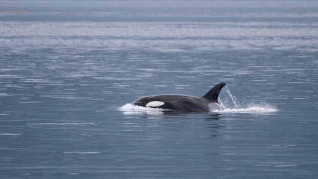Everything you need to know about orcas - Born Free