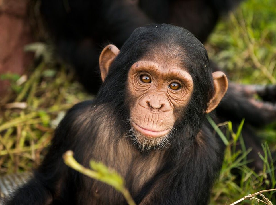 Everything you need to know about chimpanzees - Born Free