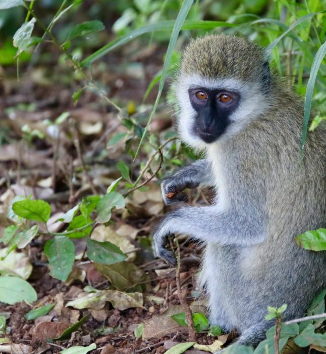 Everything you need to know about vervet monkeys - Born Free
