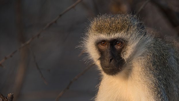 Everything you need to know about vervet monkeys - Born Free