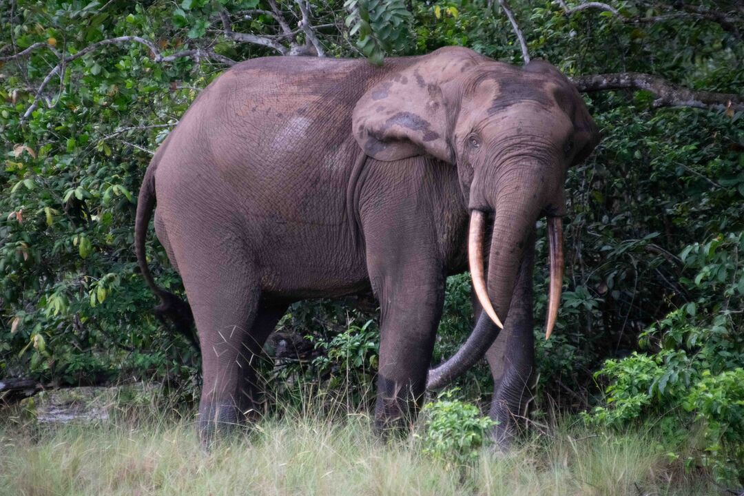 What is Animal Poaching? - Born Free