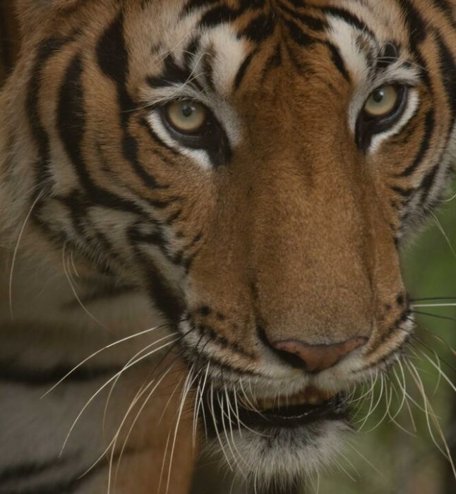 Tiger | Facts about tigers you need to know - Born Free