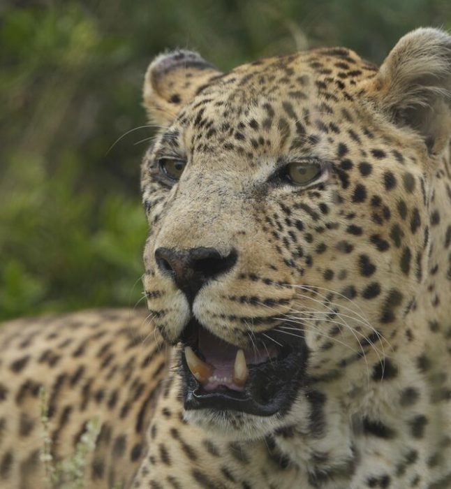 Leopard | Facts about Leopards you need to know - Born Free