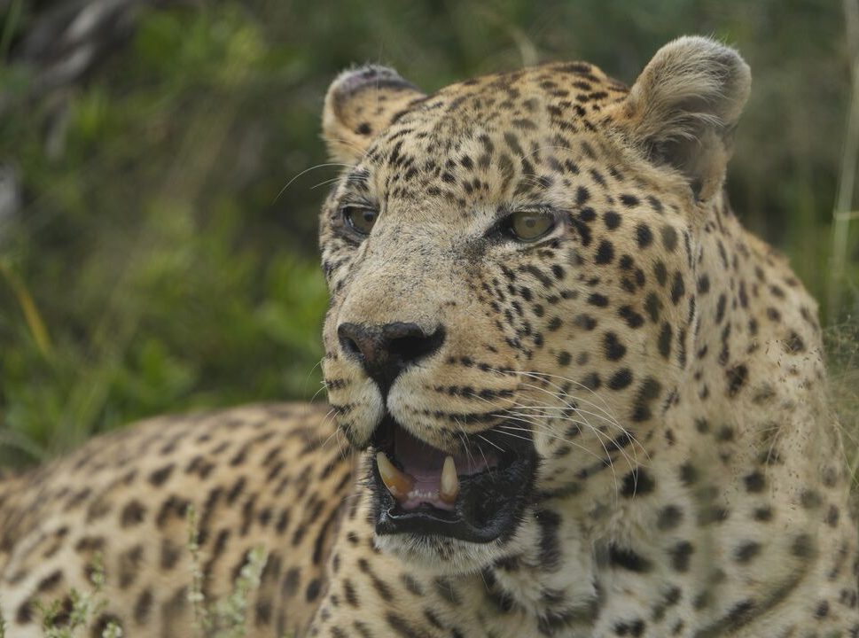 Leopard | Facts about Leopards you need to know - Born Free