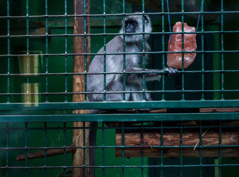 Everything you need to know about vervet monkeys - Born Free
