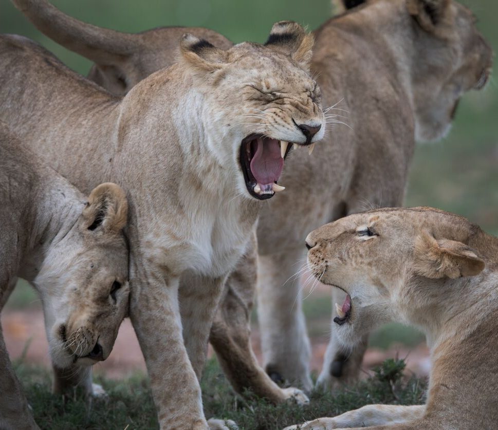 Everything you need to know about lions - Born Free