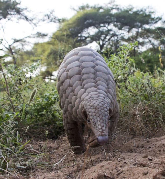 Everything you need to know about Indian pangolins - Born Free