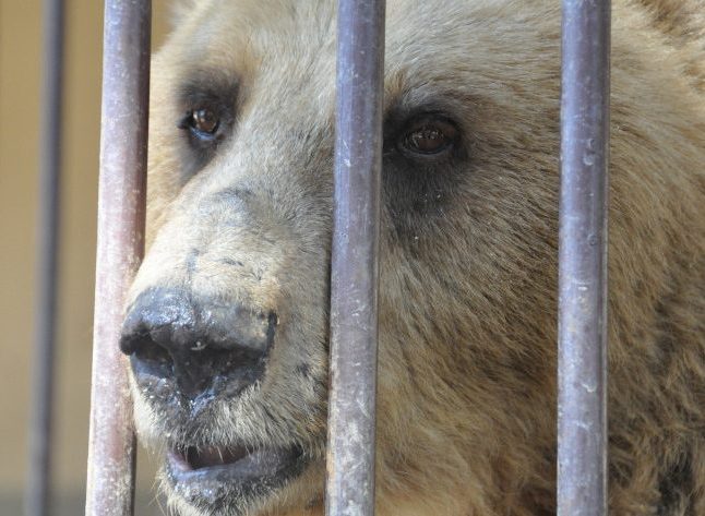 Raise the Flag for captive wild animals - Born Free