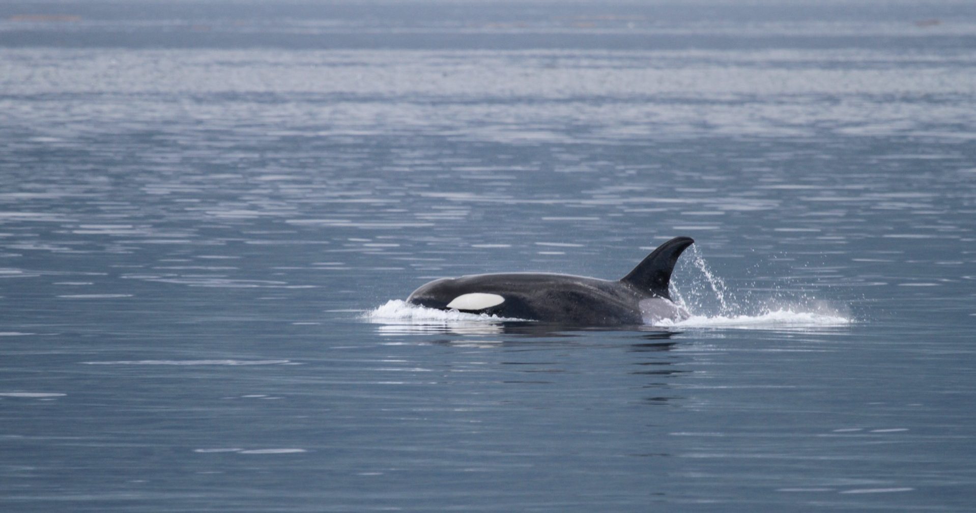 Everything you need to know about orcas - Born Free