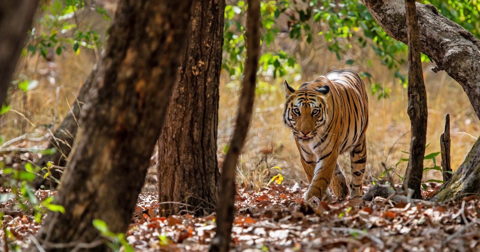 Tiger | Facts about tigers you need to know - Born Free