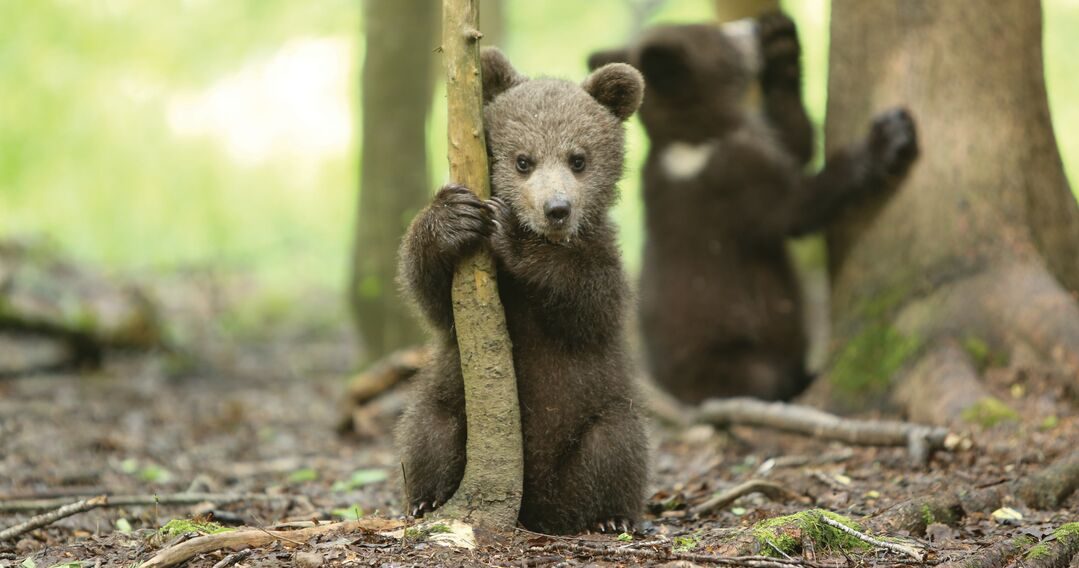 Everything you need to know about Brown Bears - Born Free