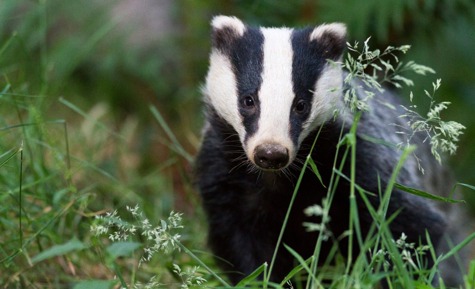 New scientific study undermines badger culling - Born Free
