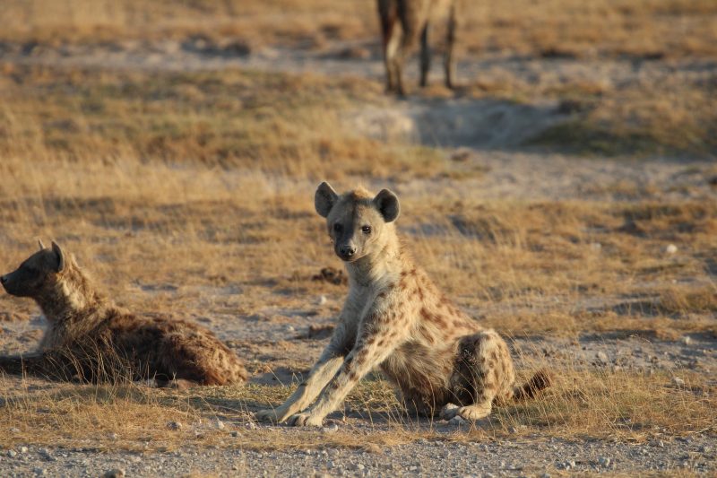 Hyenas - a misunderstood species - Born Free