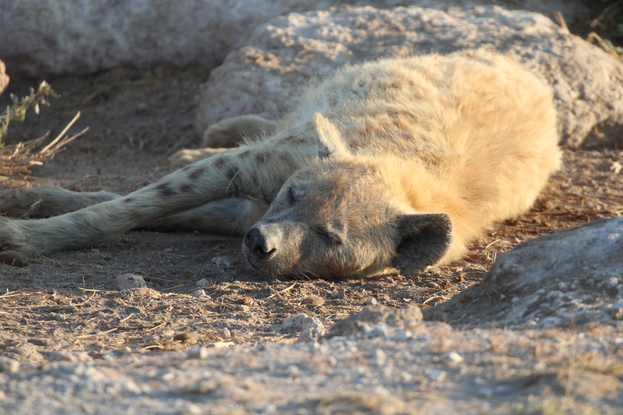 Hyenas - a misunderstood species - Born Free