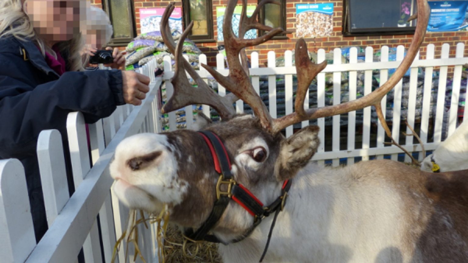 Reindeer review - Born Free