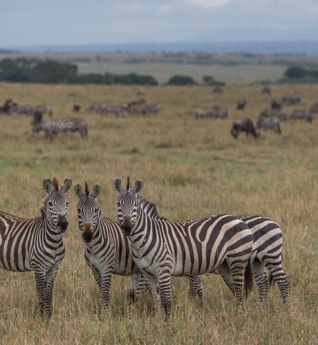 Everything you need to know about zebras - Born Free