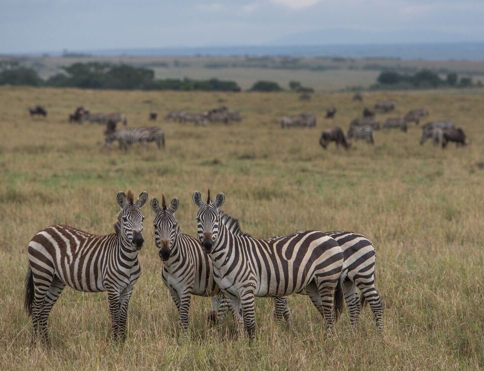 Everything you need to know about zebras - Born Free