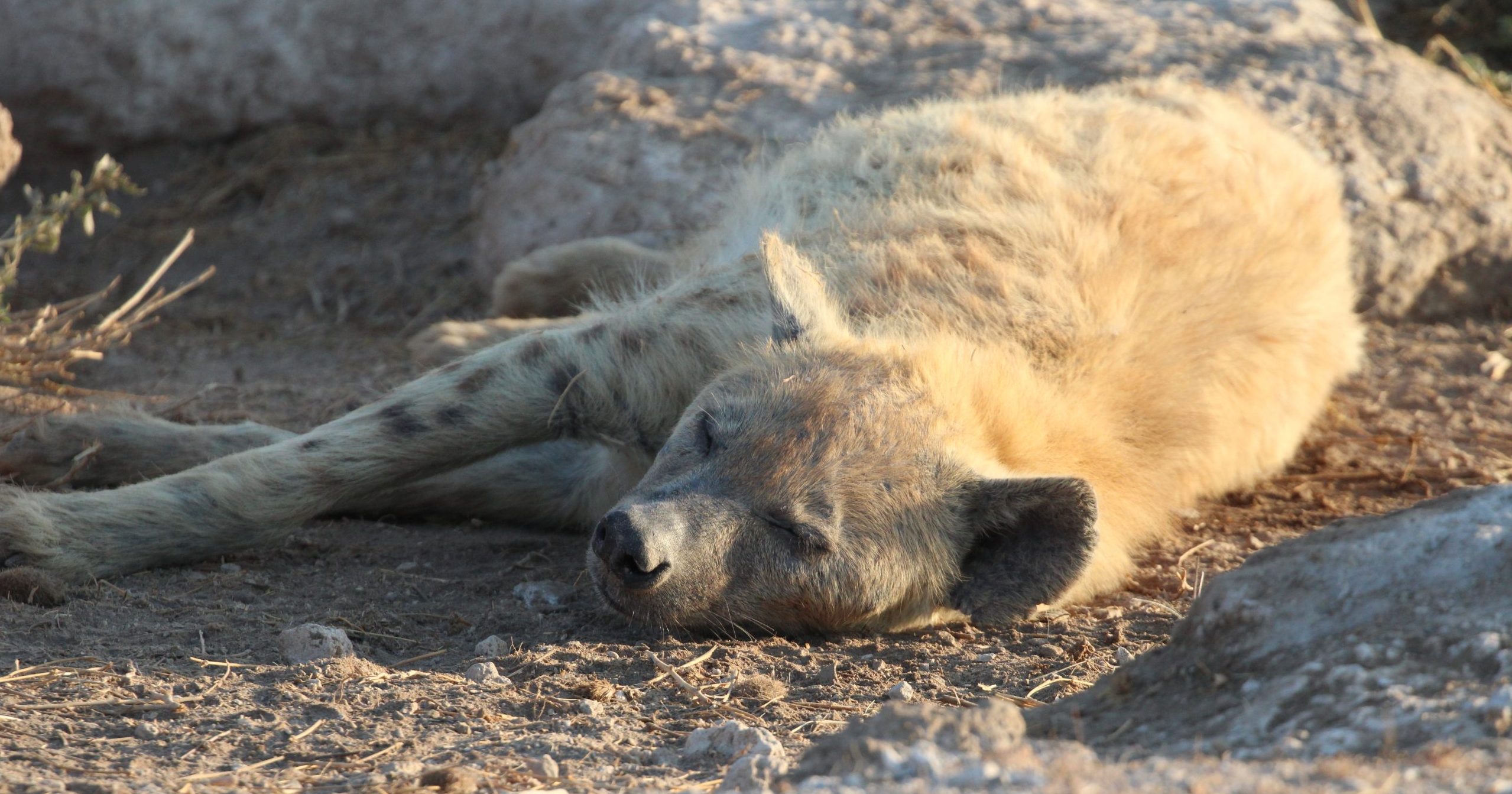 Hyena Animal Type