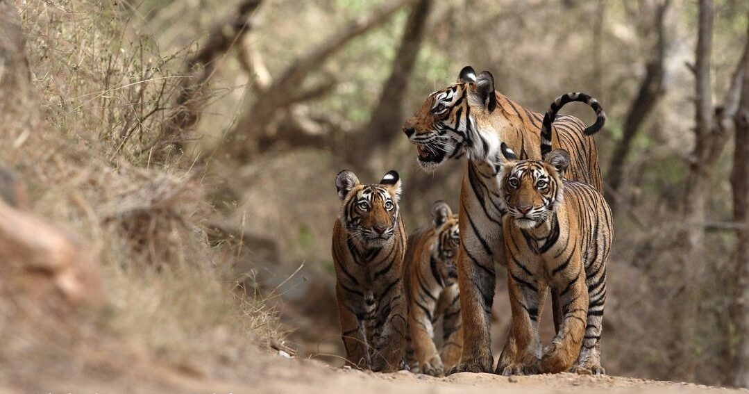 Terrific Tigers - Born Free