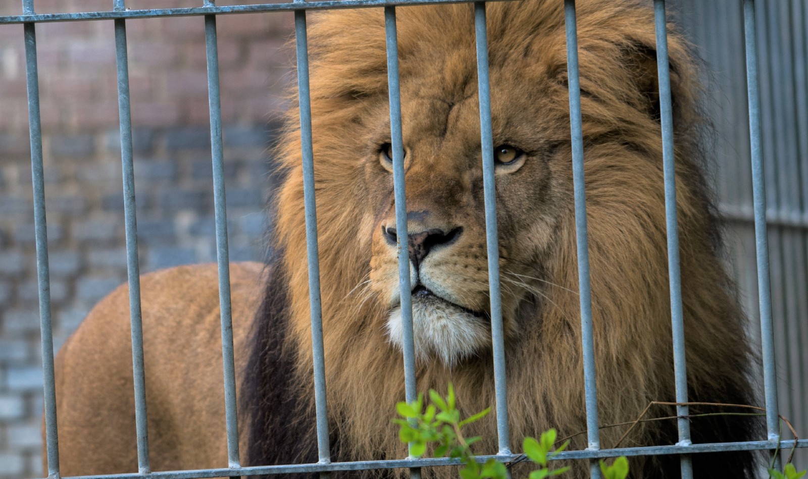 Red Flag Report Form - Born Free