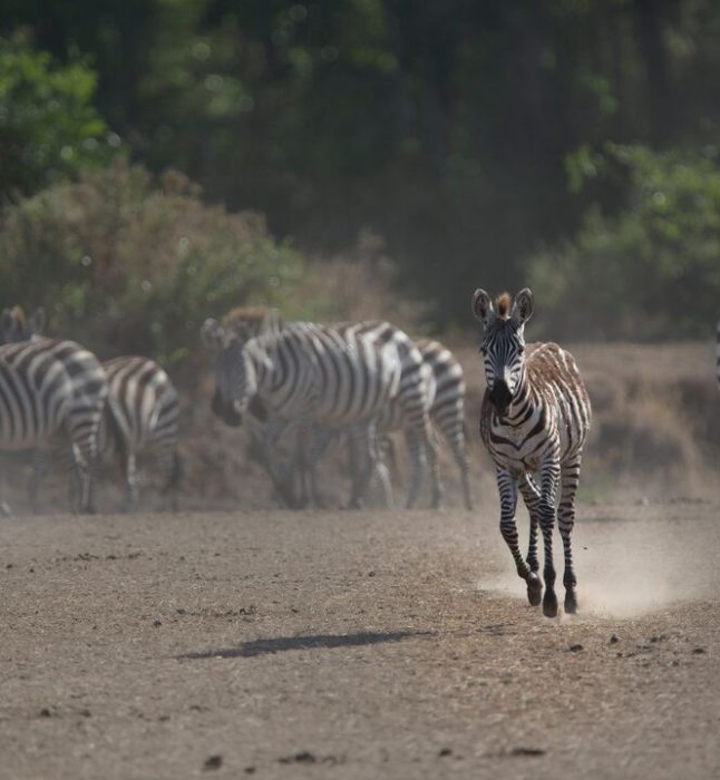 Everything you need to know about zebras - Born Free