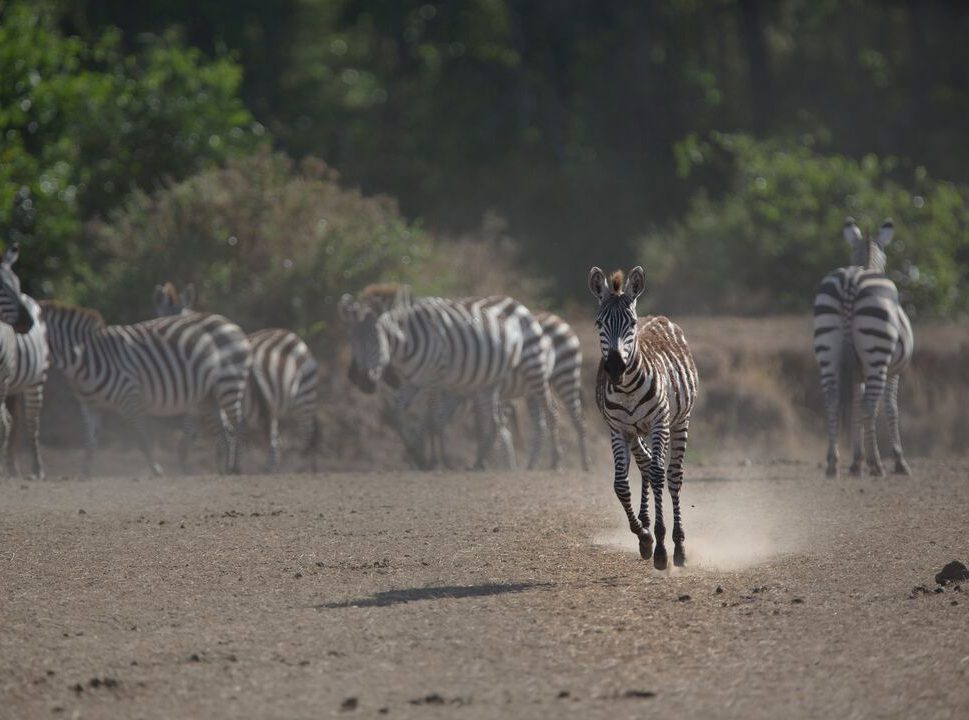 Everything you need to know about zebras - Born Free