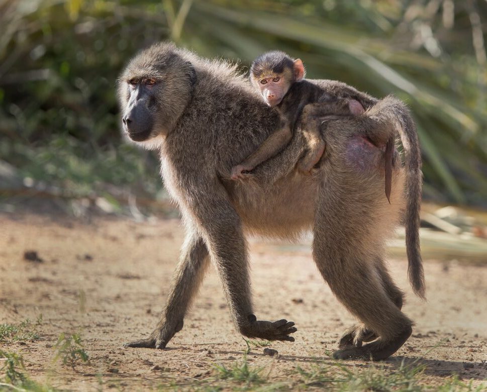 Baboons - Born Free