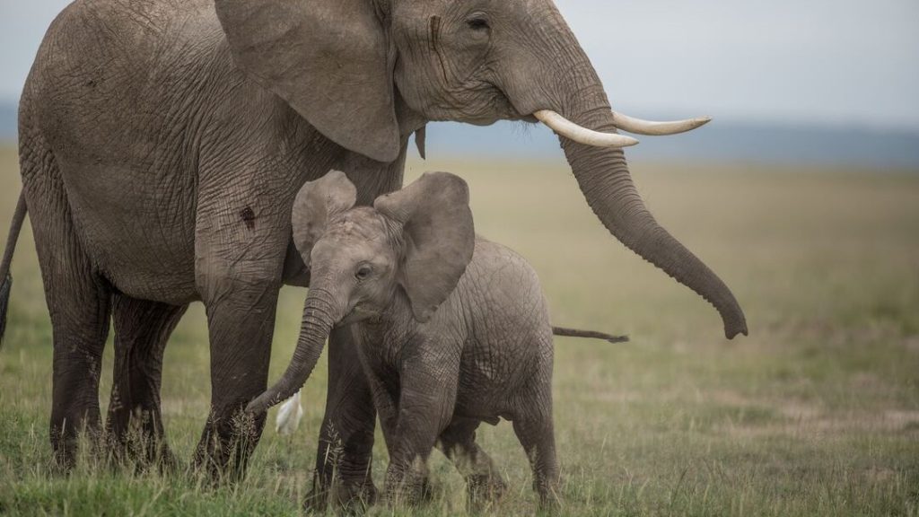 A tooth for a tooth? - Born Free