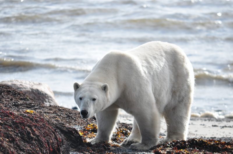 Everything you need to know about polar bears - Born Free