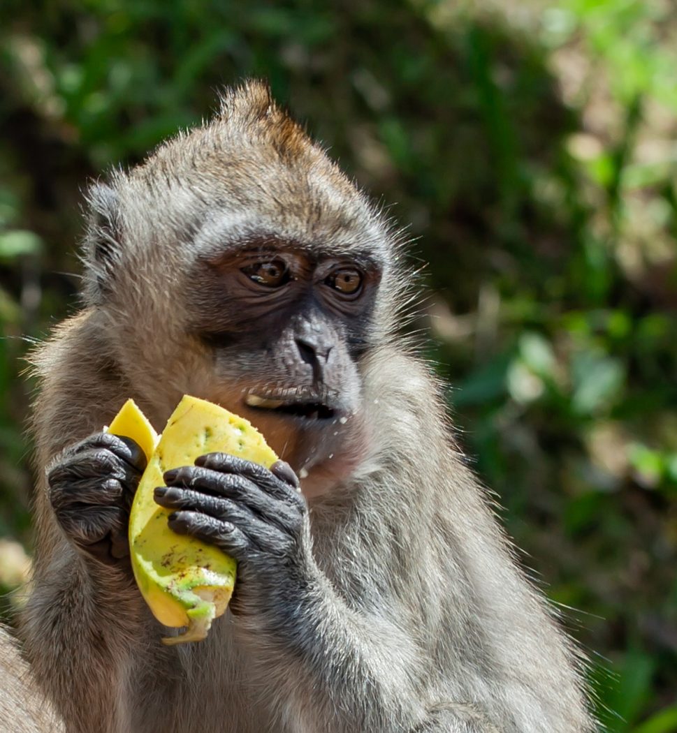 Fun facts about long-tailed macaques - Born Free