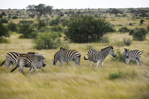 Everything you need to know about zebras - Born Free