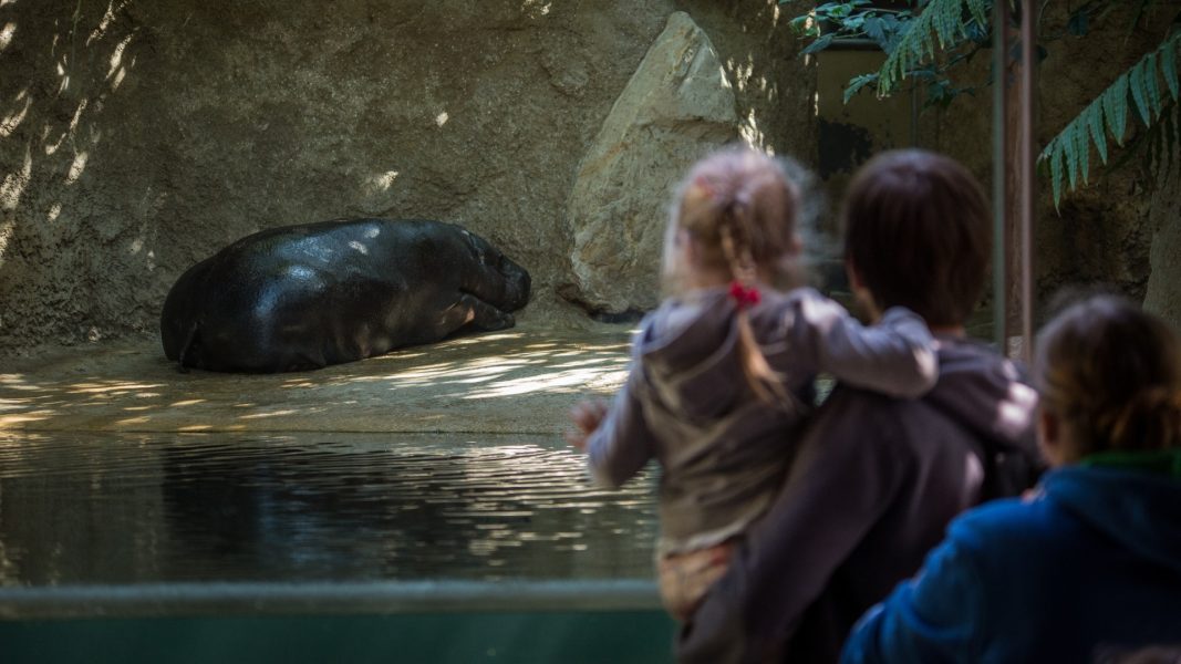 Visiting Zoos: Information for Families - Born Free