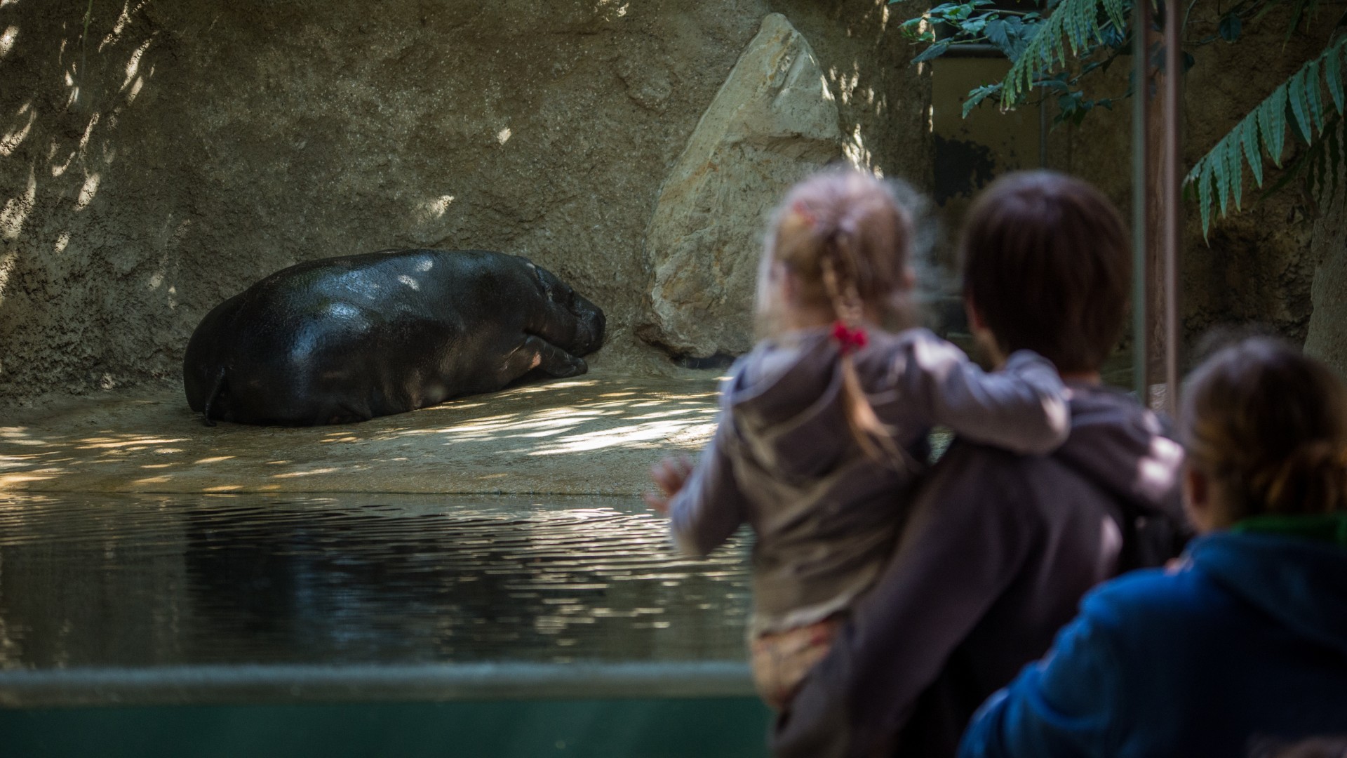 Visiting Zoos: Information for Families - Born Free