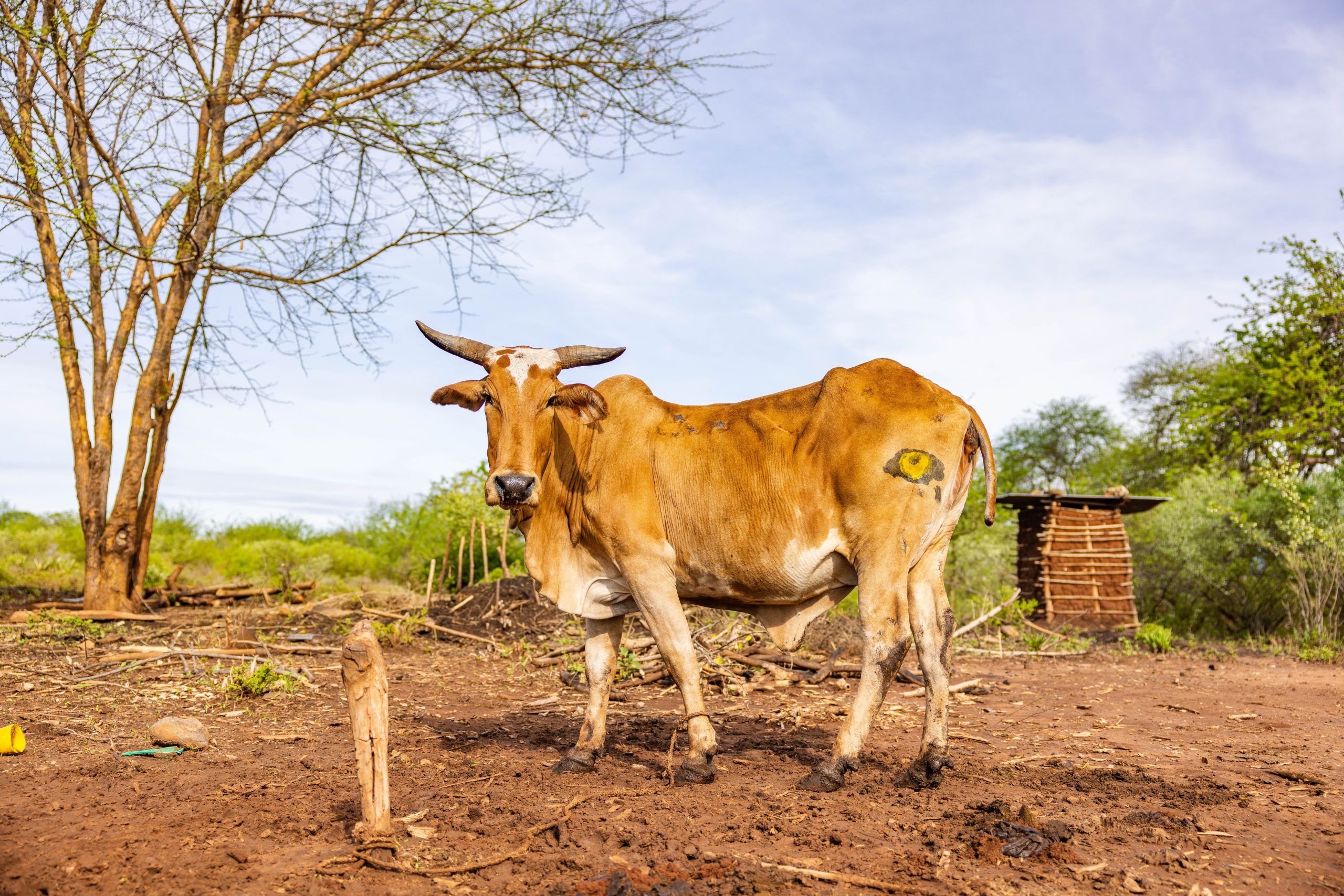 Pride of Meru - Born Free