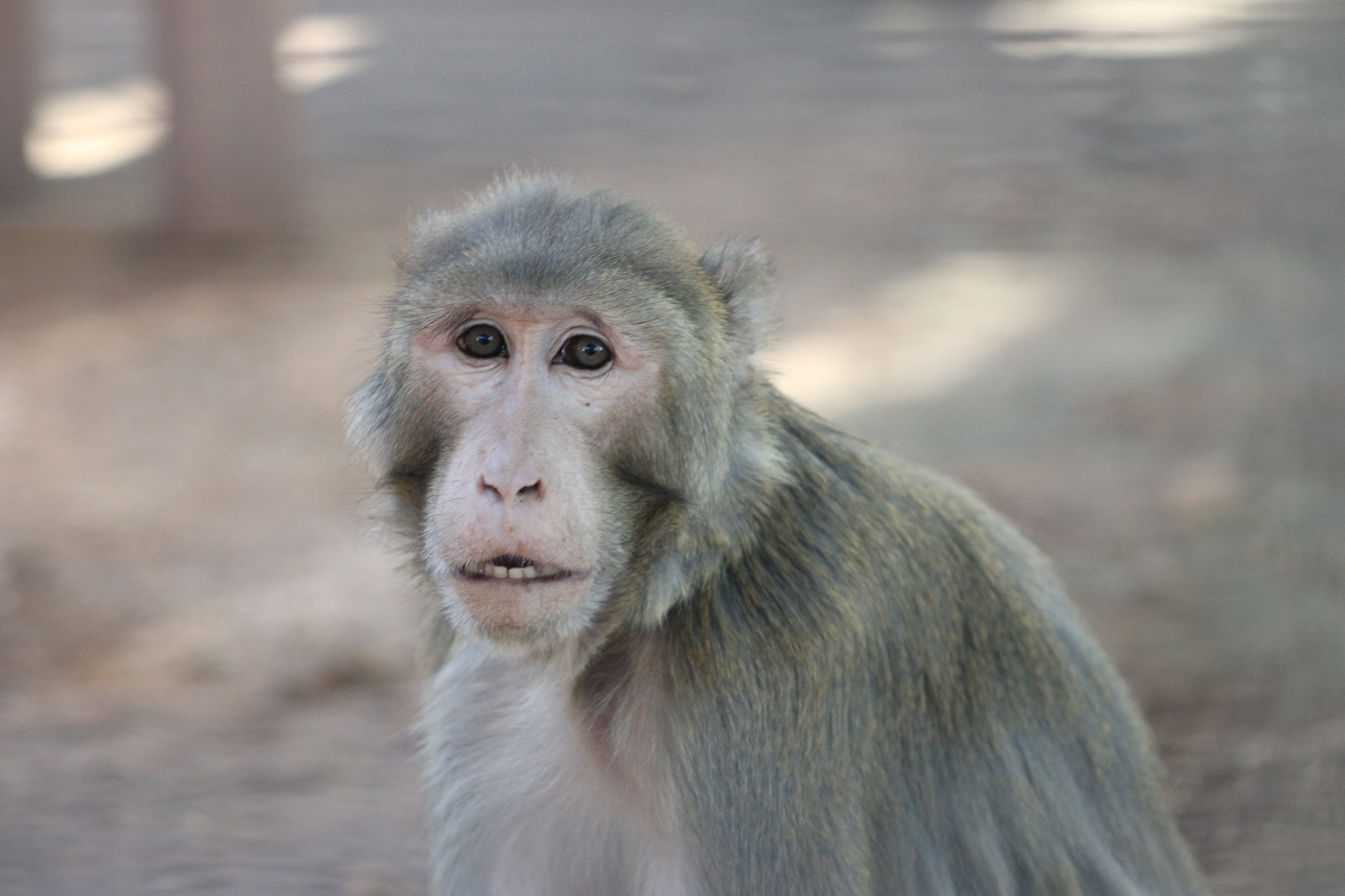 Born Free USA Primate Sanctuary - Born Free