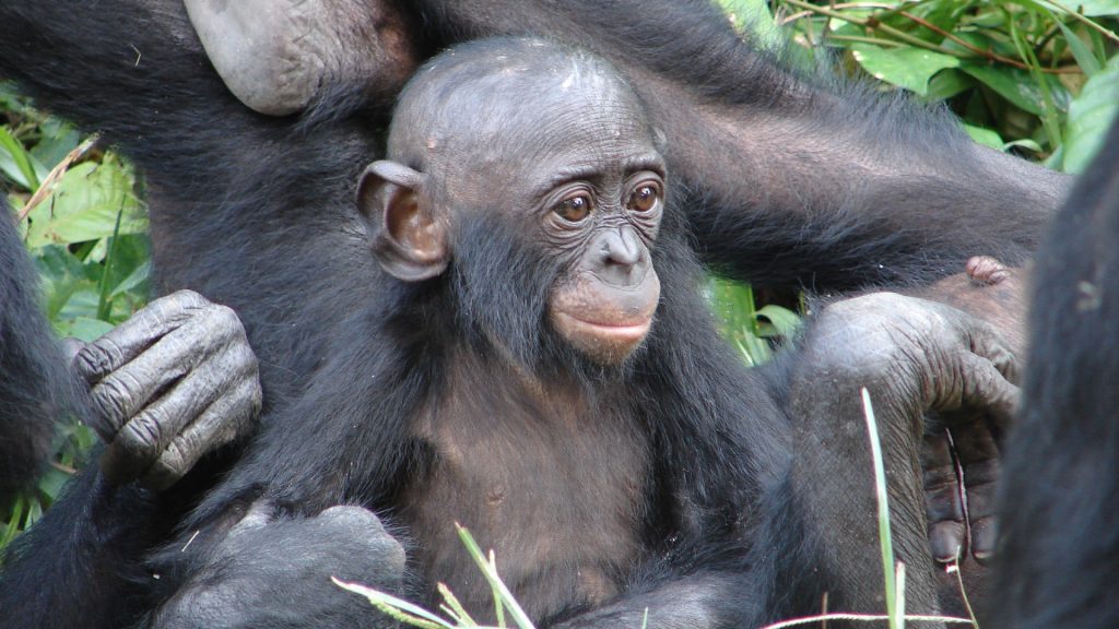 How we protect bonobos - Born Free