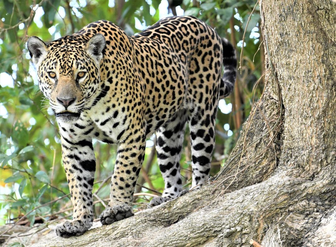 Catching Up with Our McKenna-Travers Award Winners - Born Free