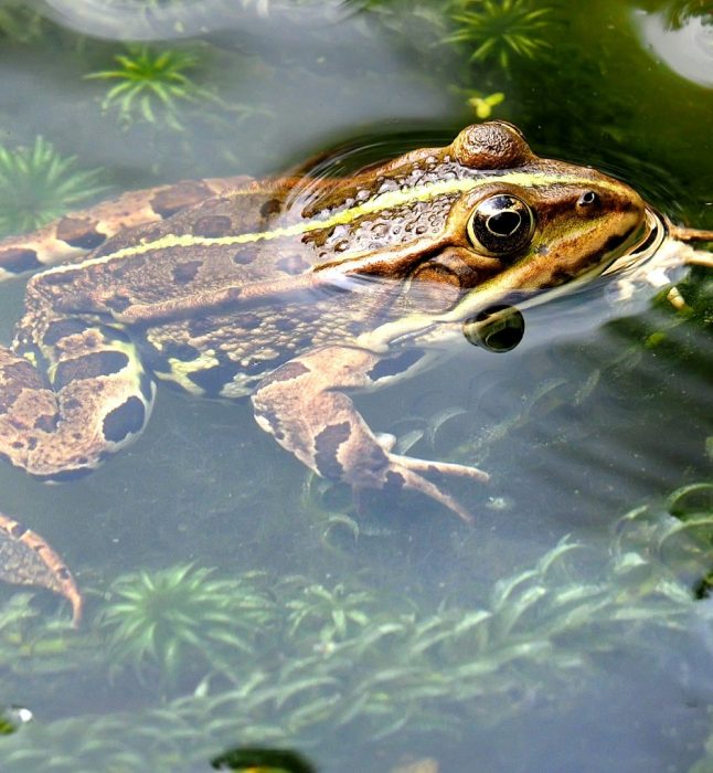 We Are Born Free - Since 1984 we have worked tirelessly for the ...