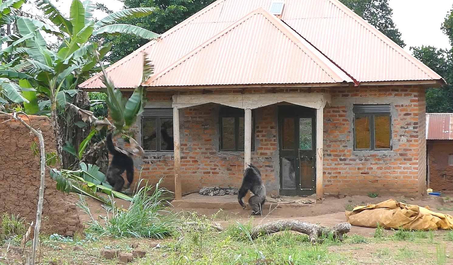 Living with chimpanzees - Born Free