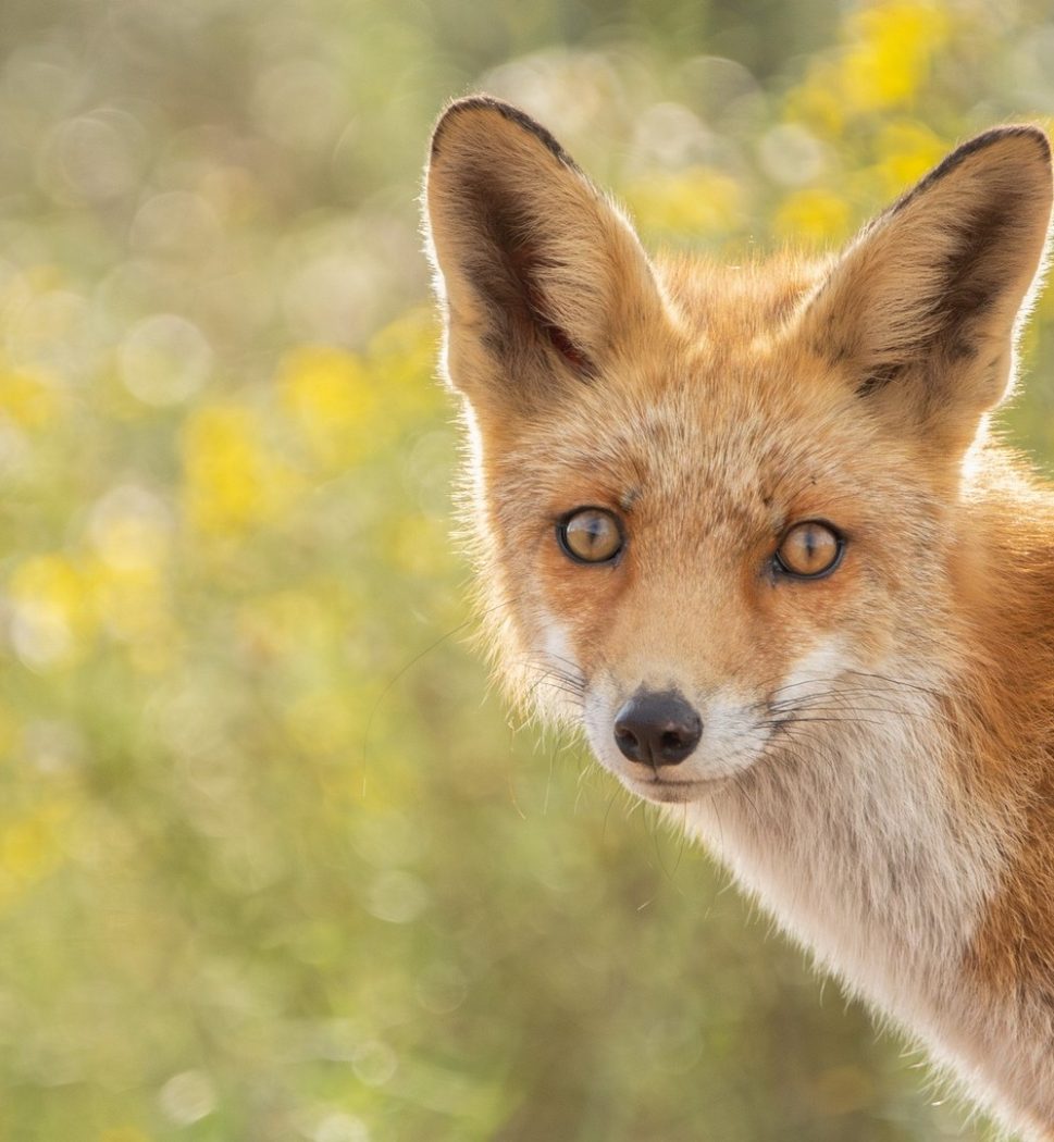 News & Updates - Born Free