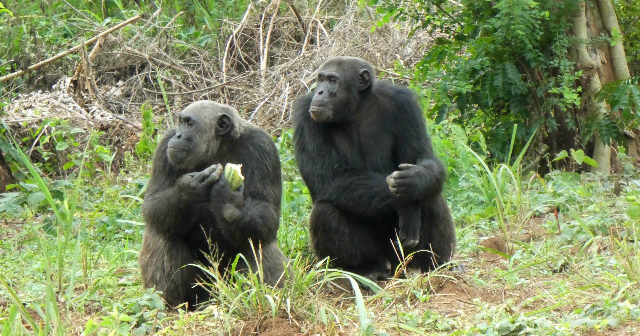 Living with chimpanzees - Born Free