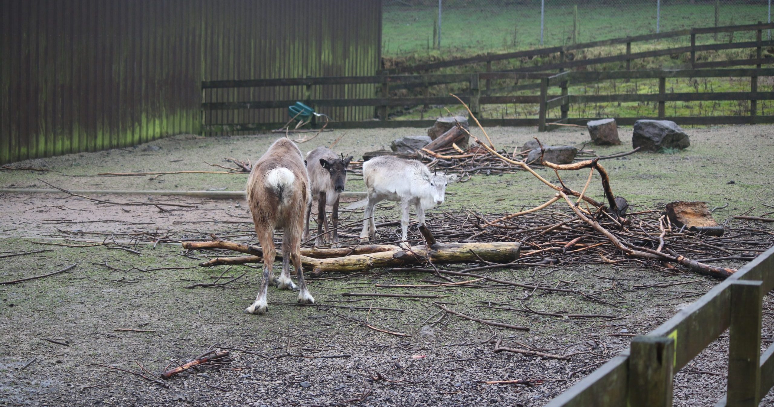Investigation: Safari Zoo, Cumbria (2024) - Born Free