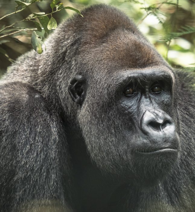 Learn About Our Centres for Wildlife Rescue - Born Free