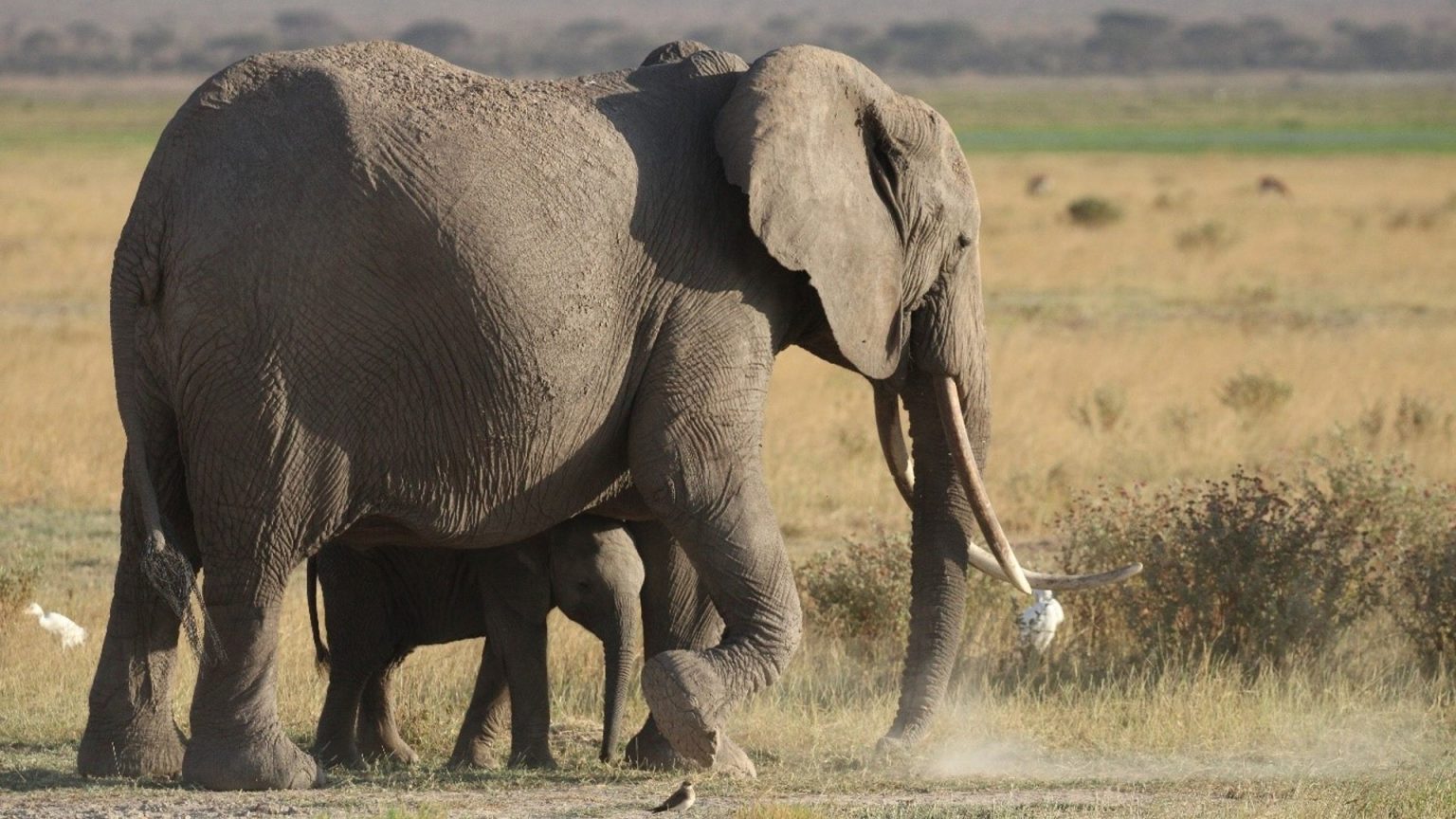 27 fantastic facts about elephants - Born Free