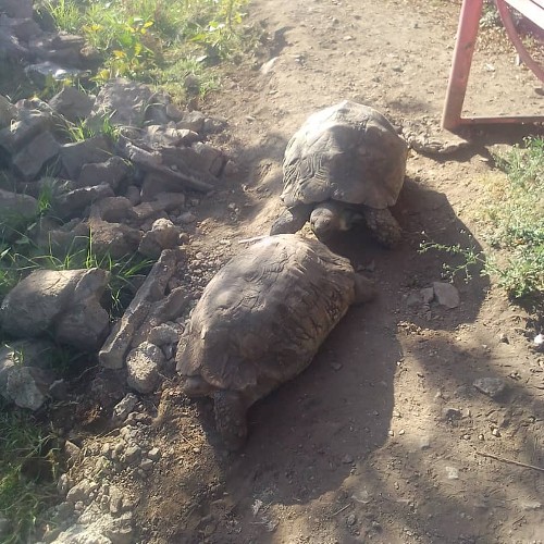 Four tortoises now safe with us! - Born Free
