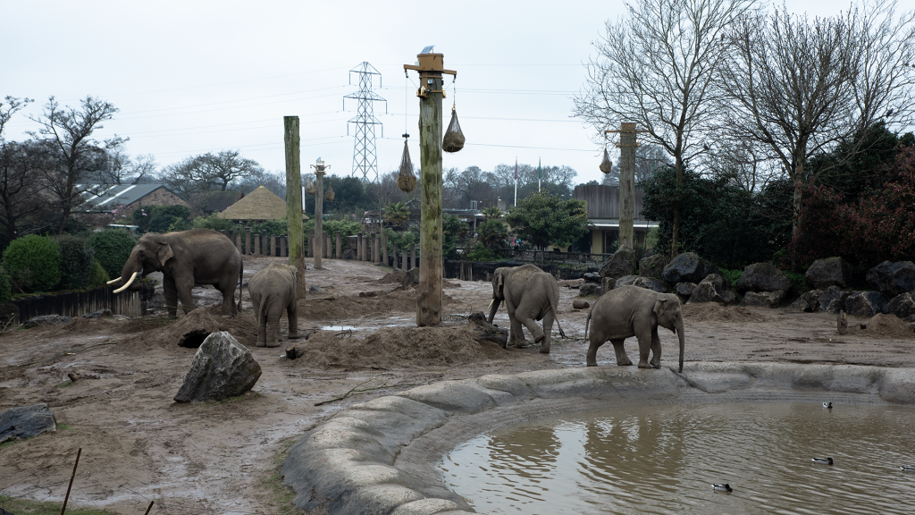Second elephant dies at Chester Zoo in a month - Born Free