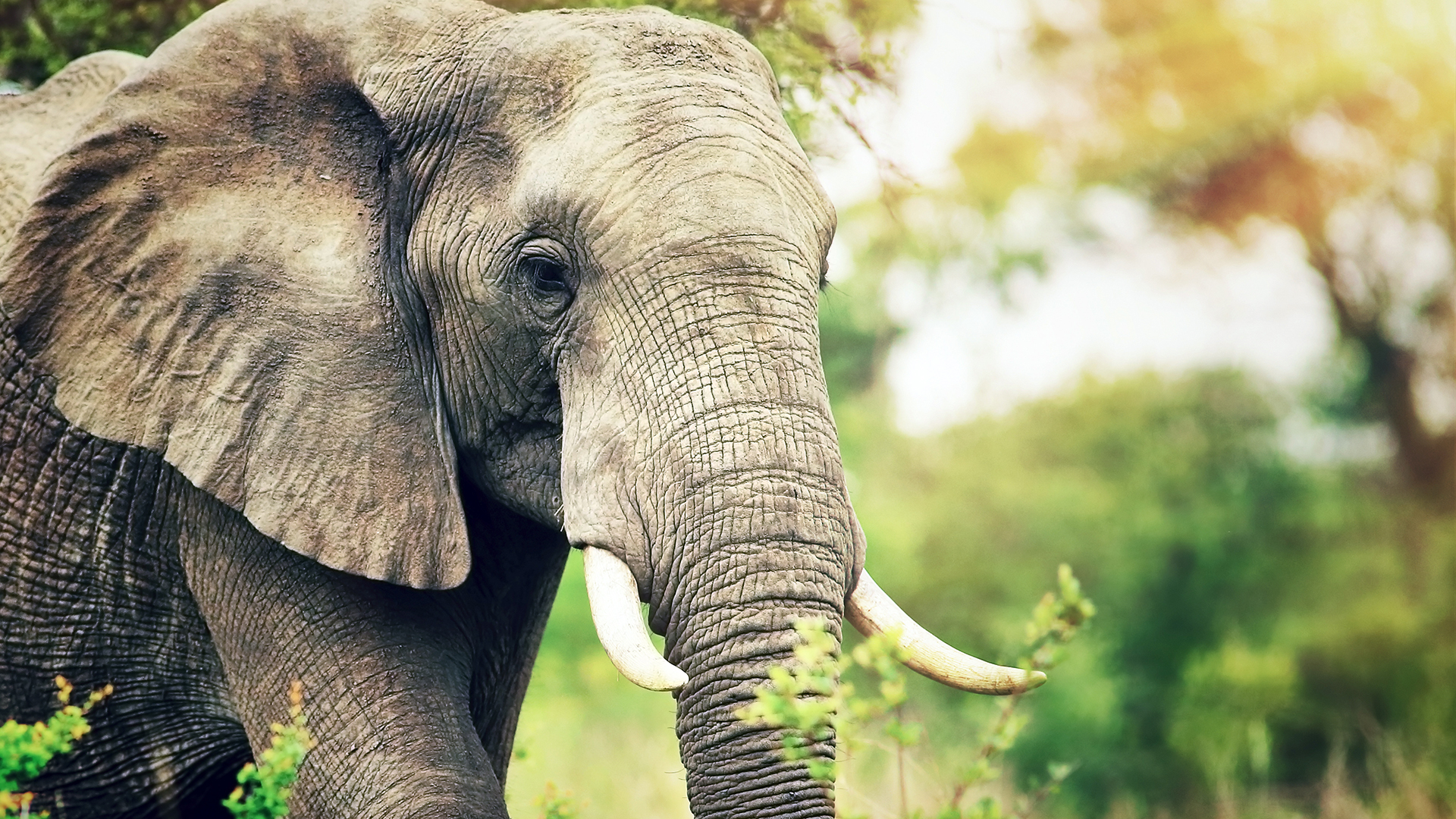Born Free Annual Report 2023-24 - Born Free